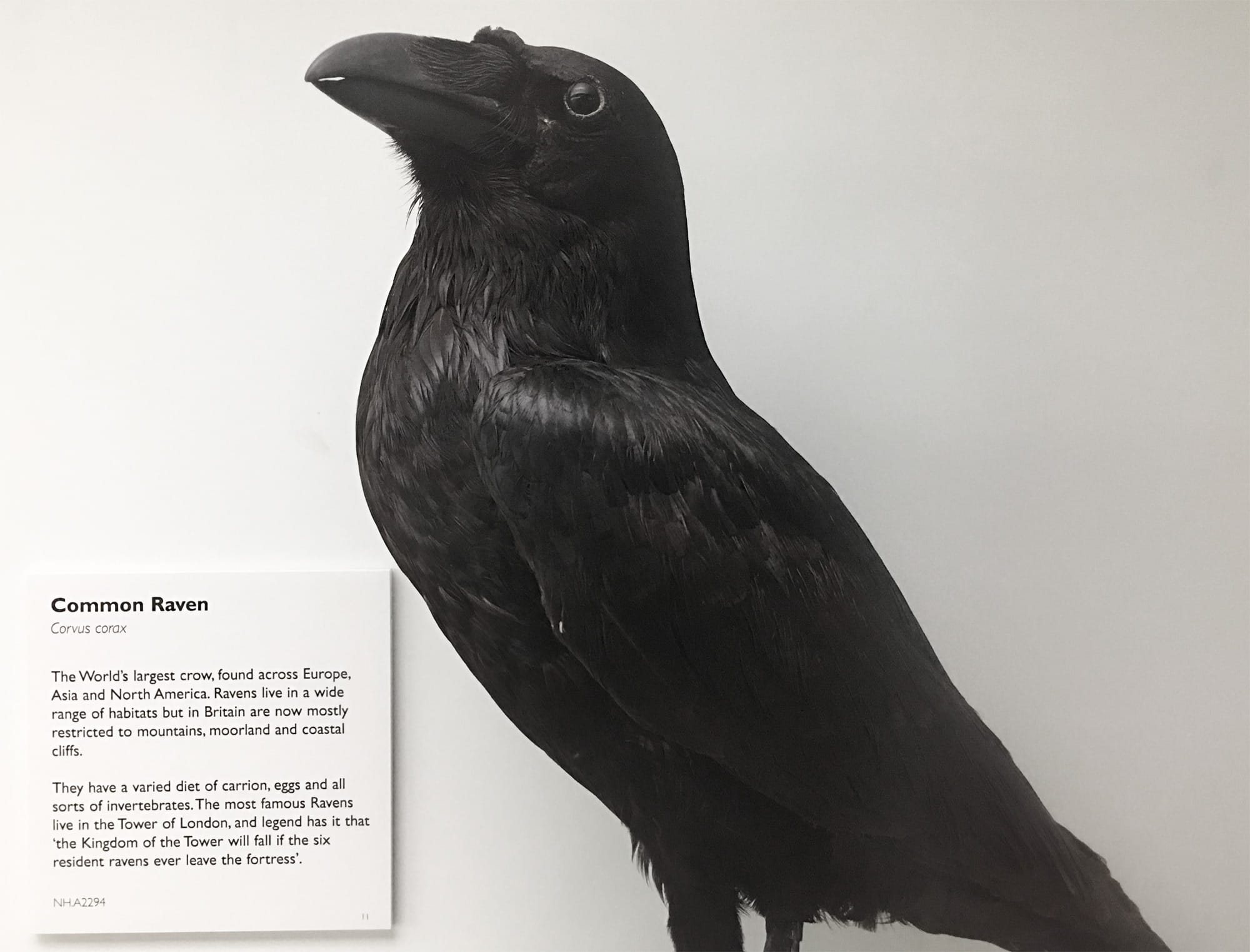 Birds: Myth, Lore and Legend - Horniman Museum and Gardens