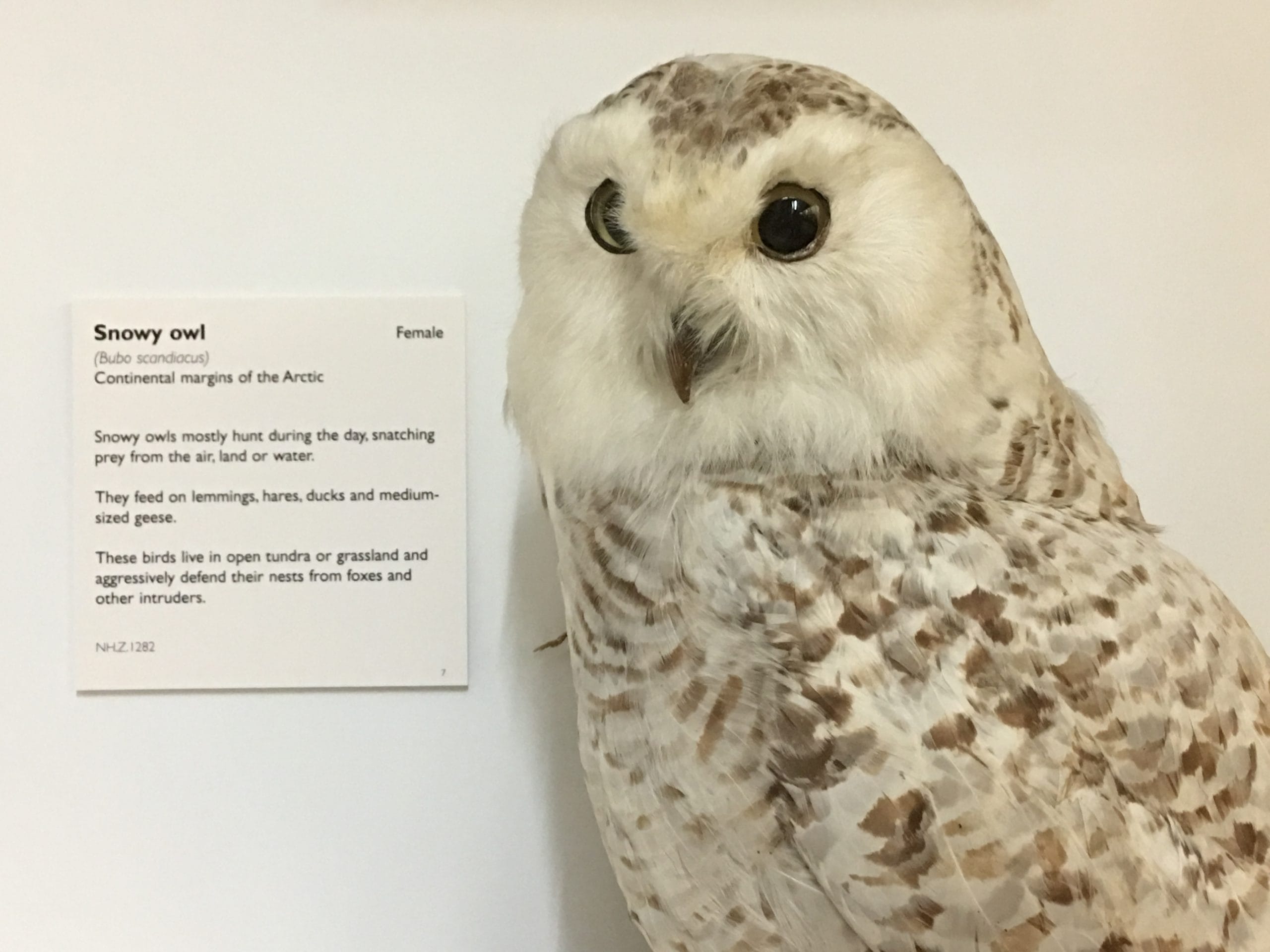 Birds: Myth, Lore and Legend - Horniman Museum and Gardens