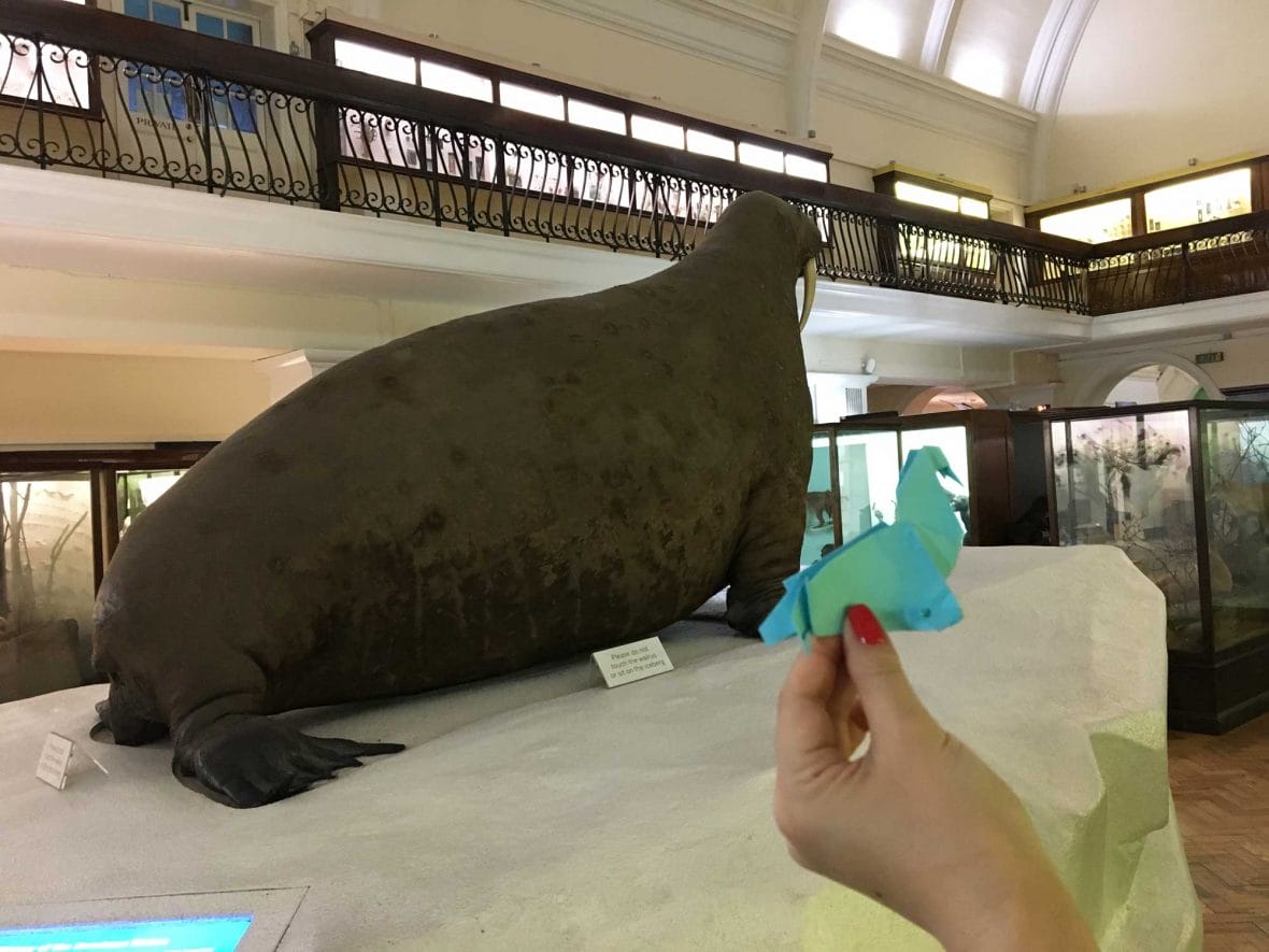 How to make an origami walrus - Horniman Museum and Gardens