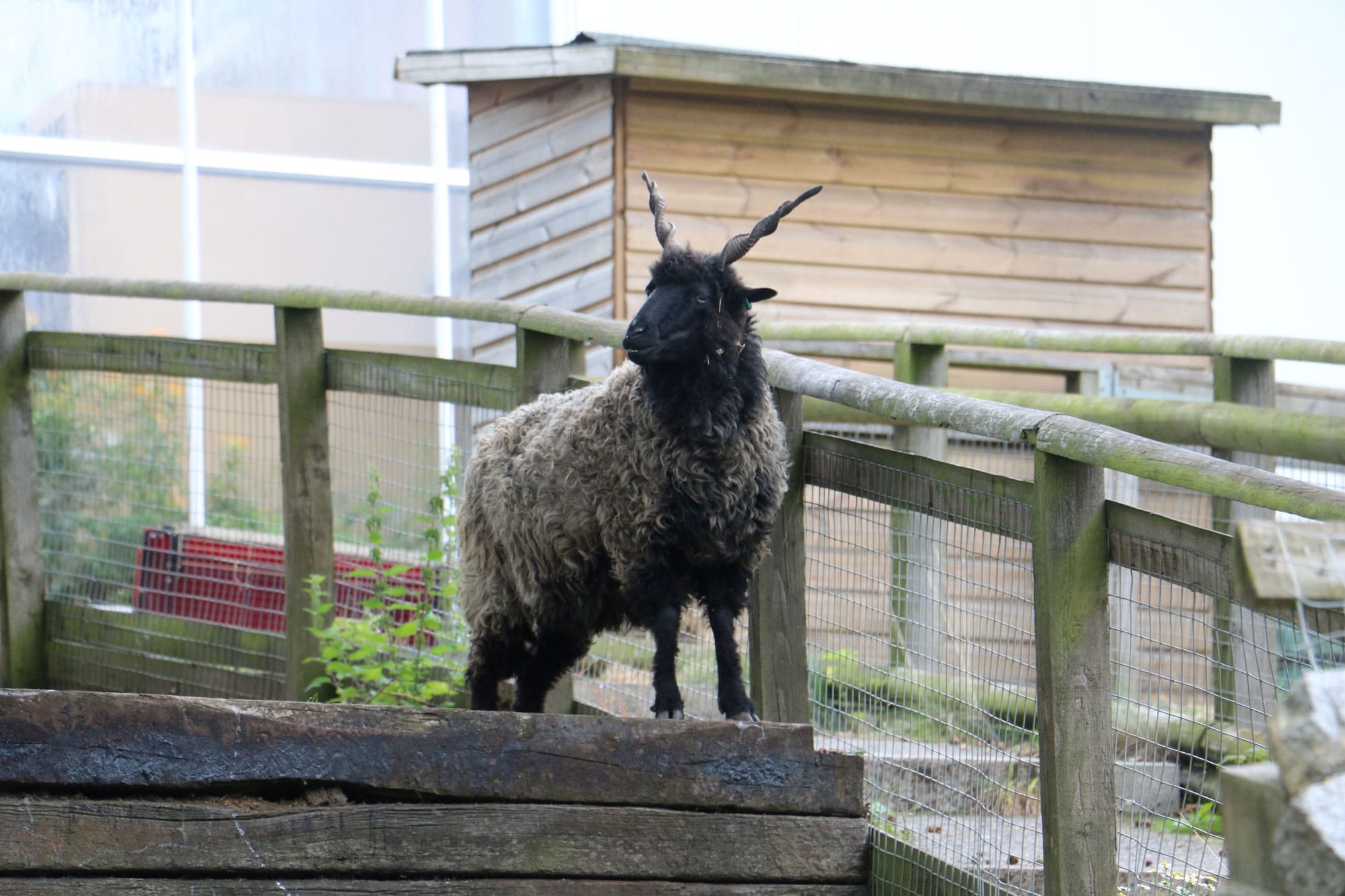 Animal Walk - Horniman Museum and Gardens