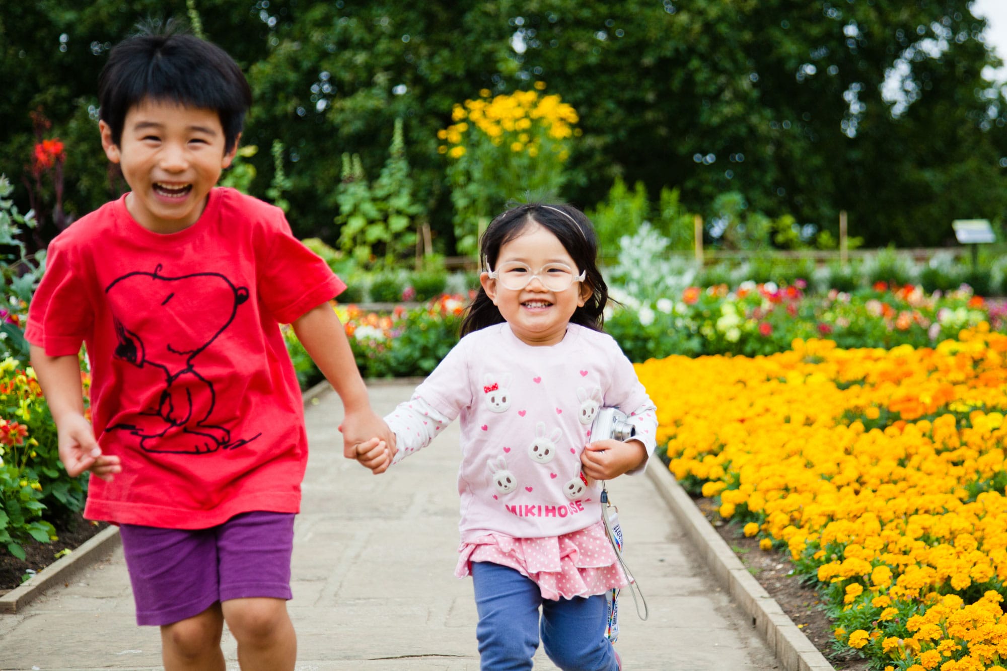 All about tea: Camellia sinensis - Horniman Museum and Gardens