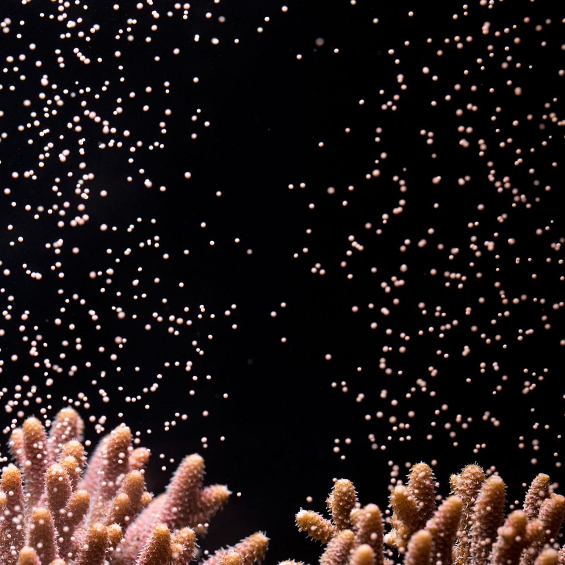 What is Coral? - Horniman Museum and Gardens