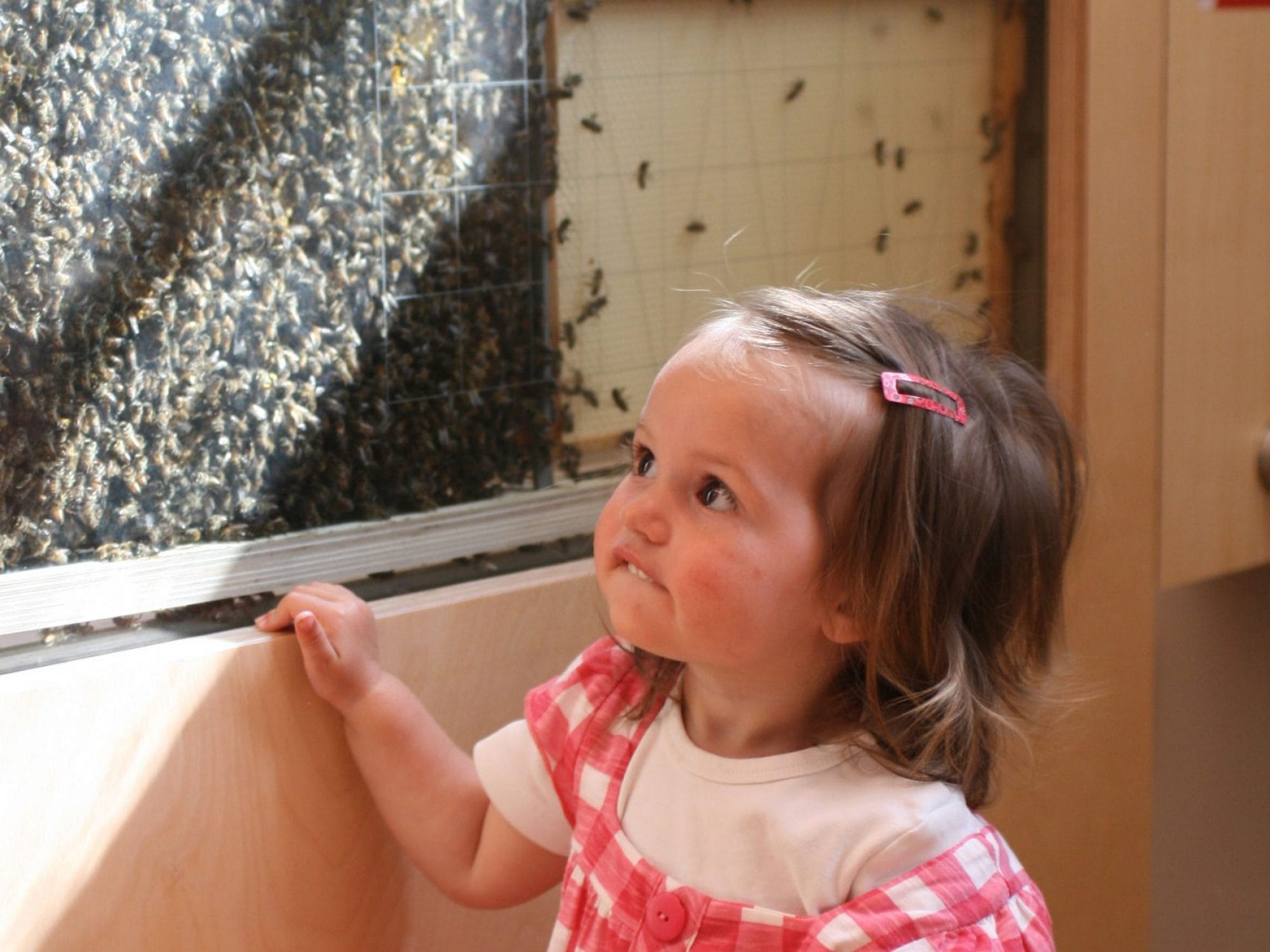 Members' Plants and their Pollinators - Horniman Museum and Gardens