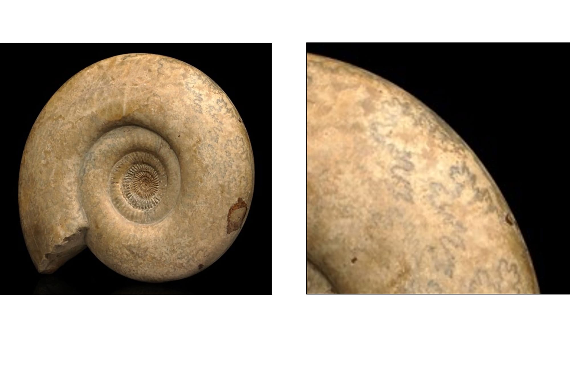 The sorcery of palaeontology and an exploration of ammonites - Horniman ...