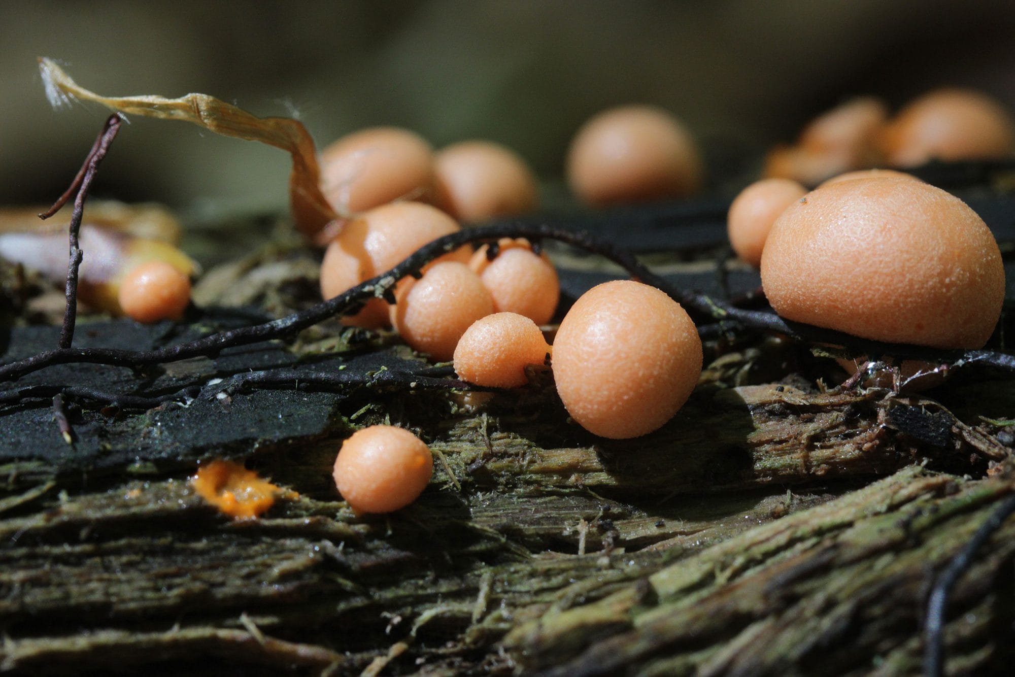 Dog vomit and wolf’s milk: the extraordinary world of slime moulds