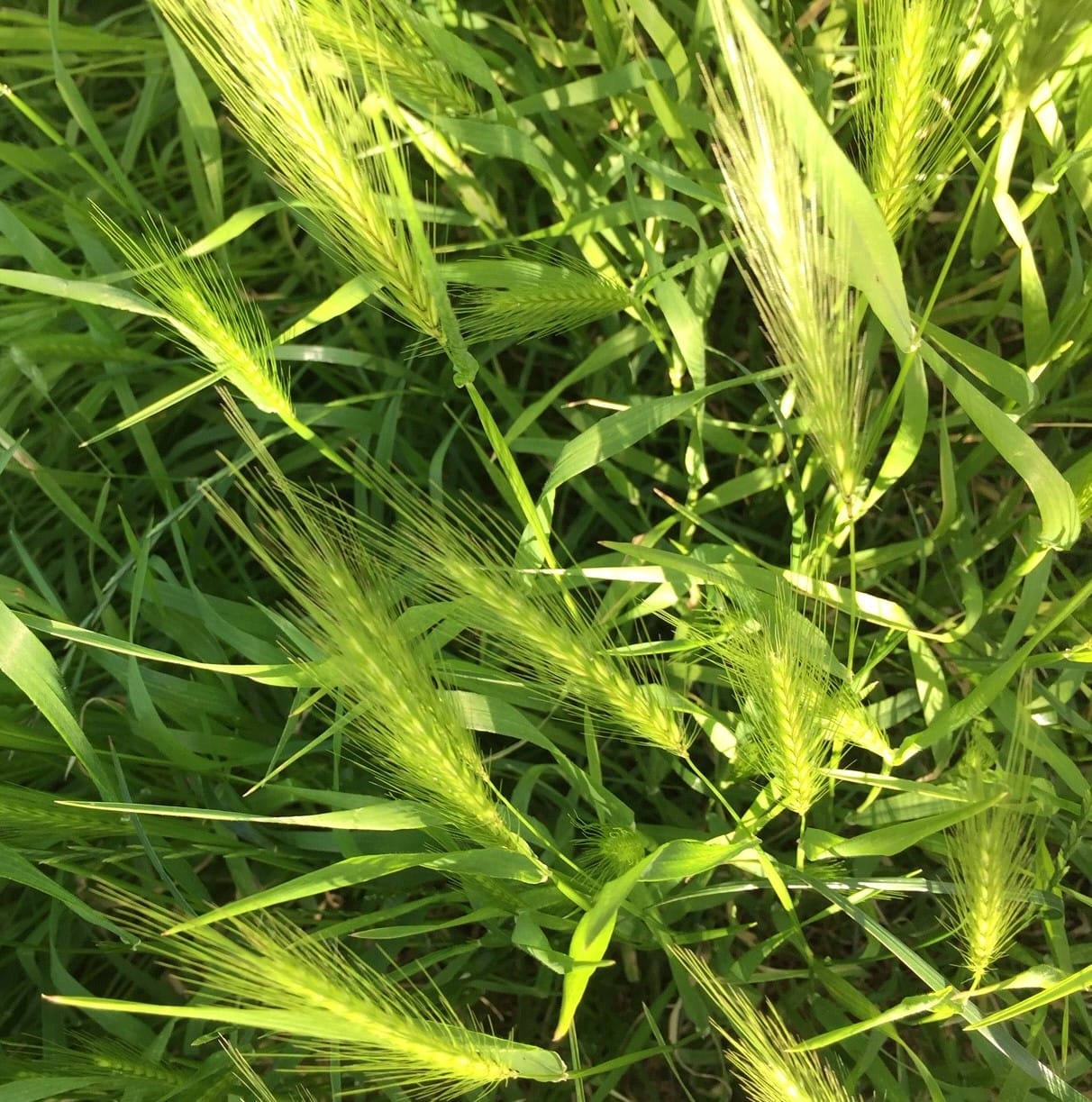 Identifying grasses - Horniman Museum and Gardens