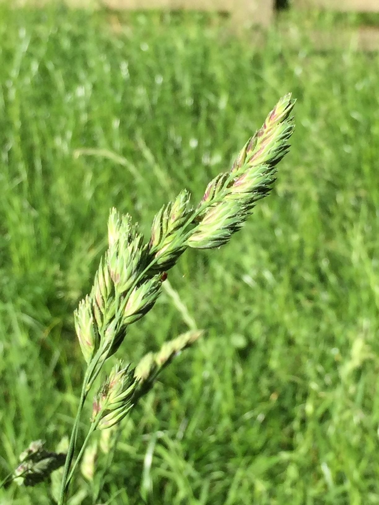 Identifying grasses - Horniman Museum and Gardens