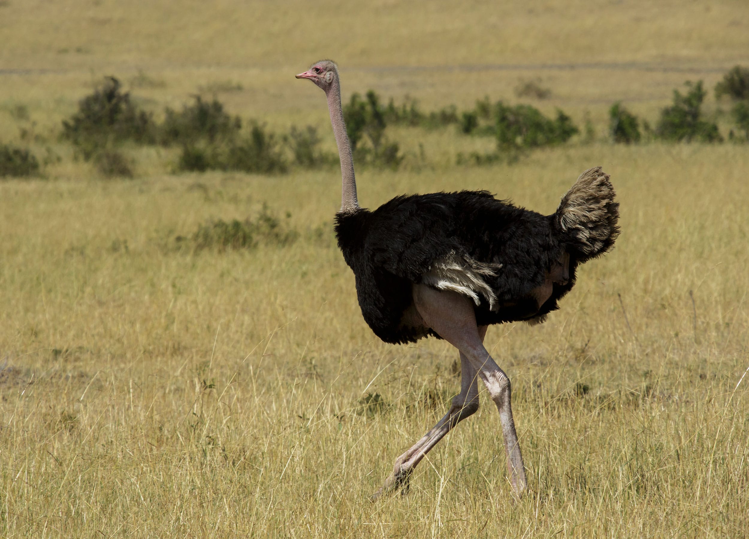 The biggest and smallest animals in the world - Horniman Museum and Gardens