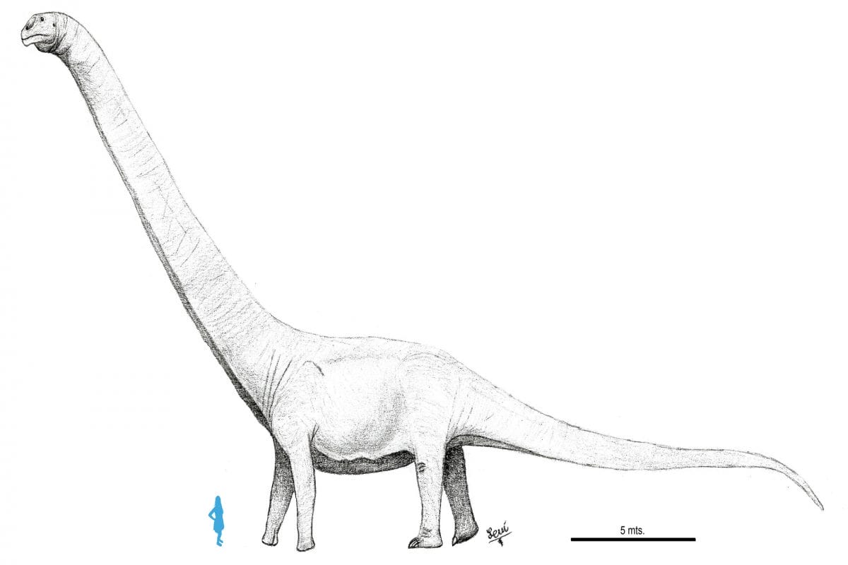 world's biggest animals comparison
