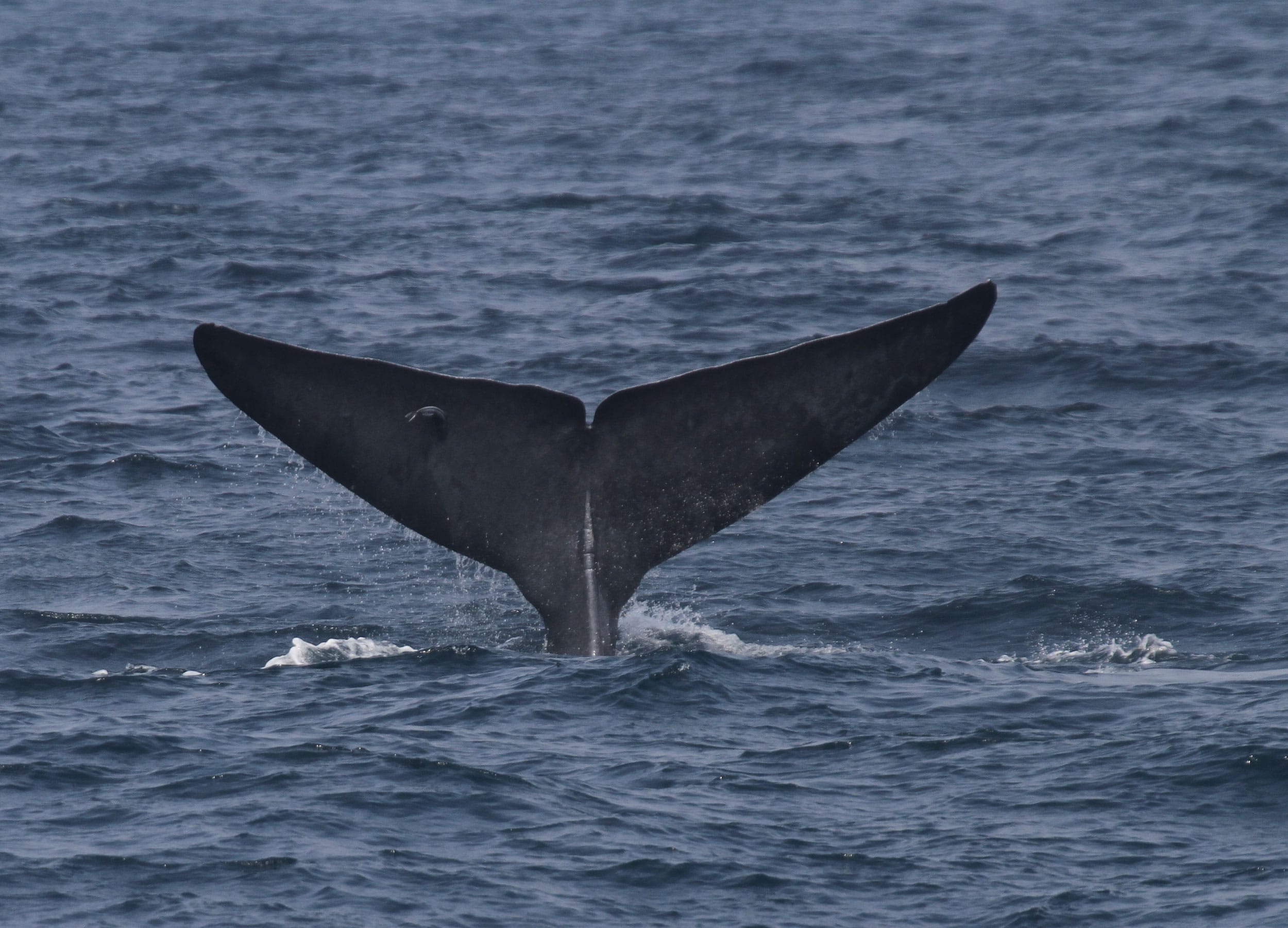 Everything you need to know about the desman - Horniman Museum and Gardens