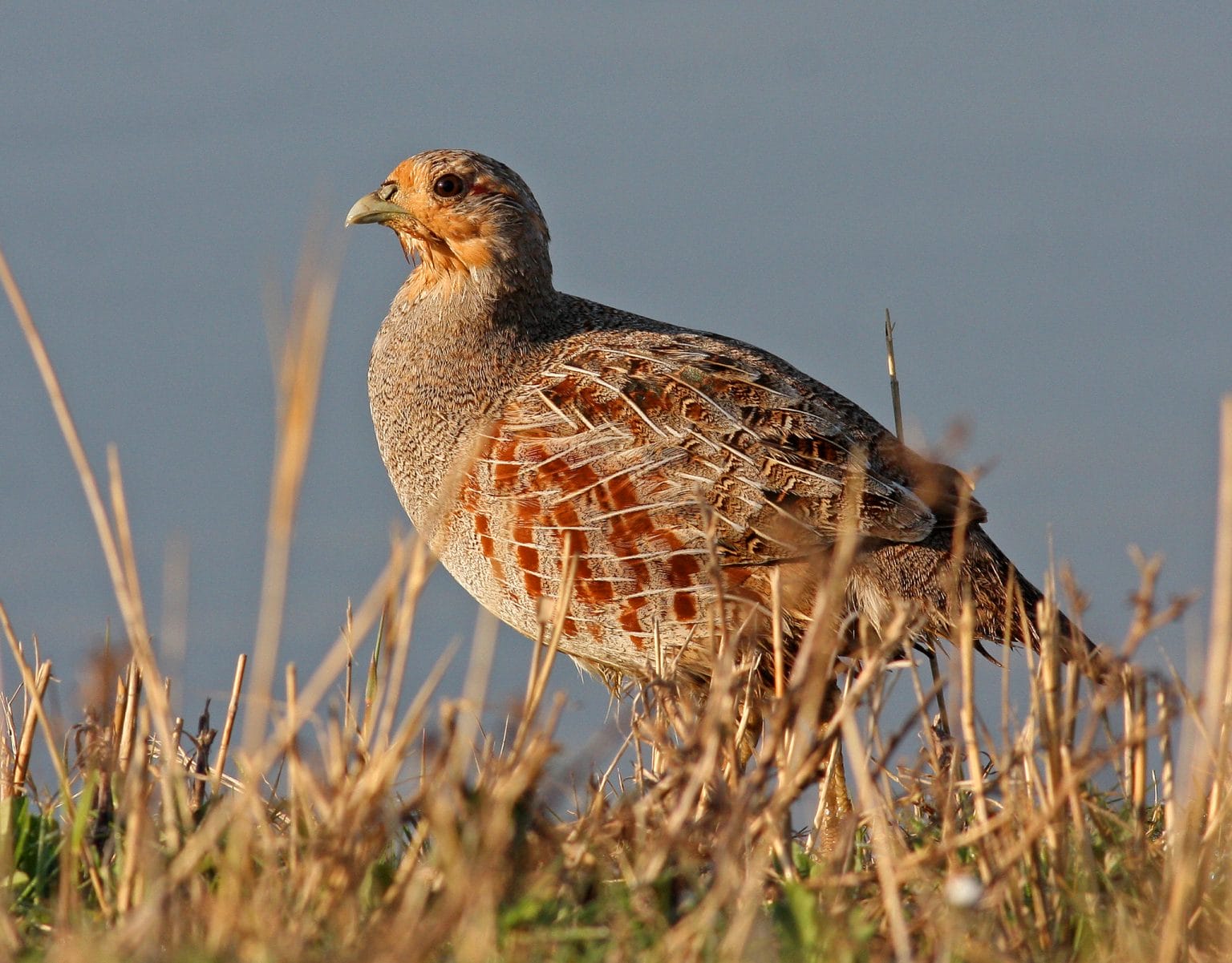The birds of the 12 Days of Christmas - Horniman Museum and Gardens