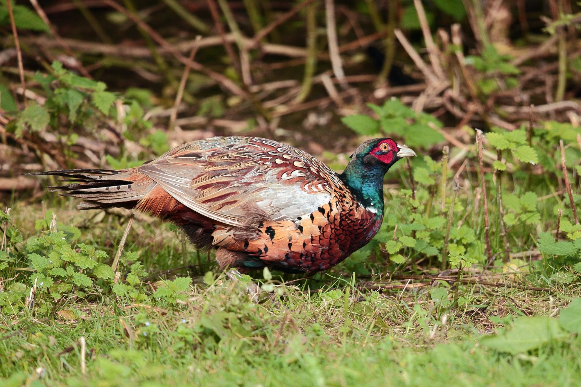 The birds of the 12 Days of Christmas - Horniman Museum and Gardens