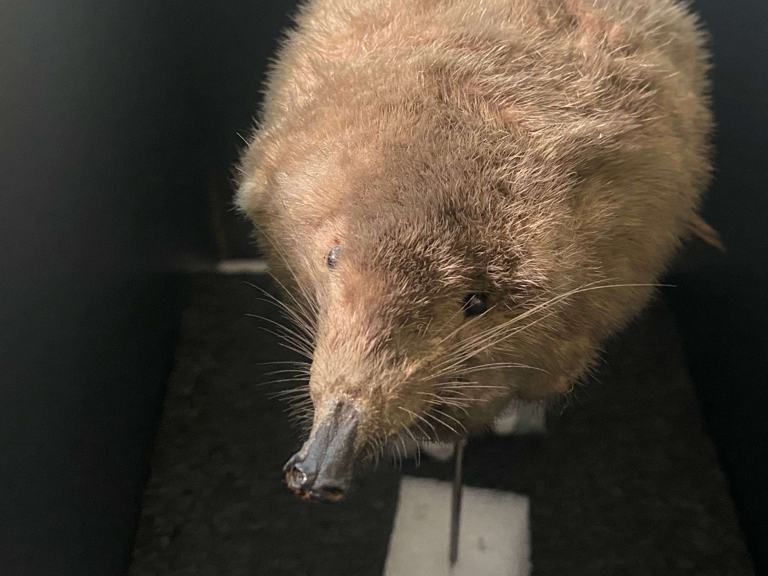 Everything you need to know about the desman - Horniman Museum and Gardens