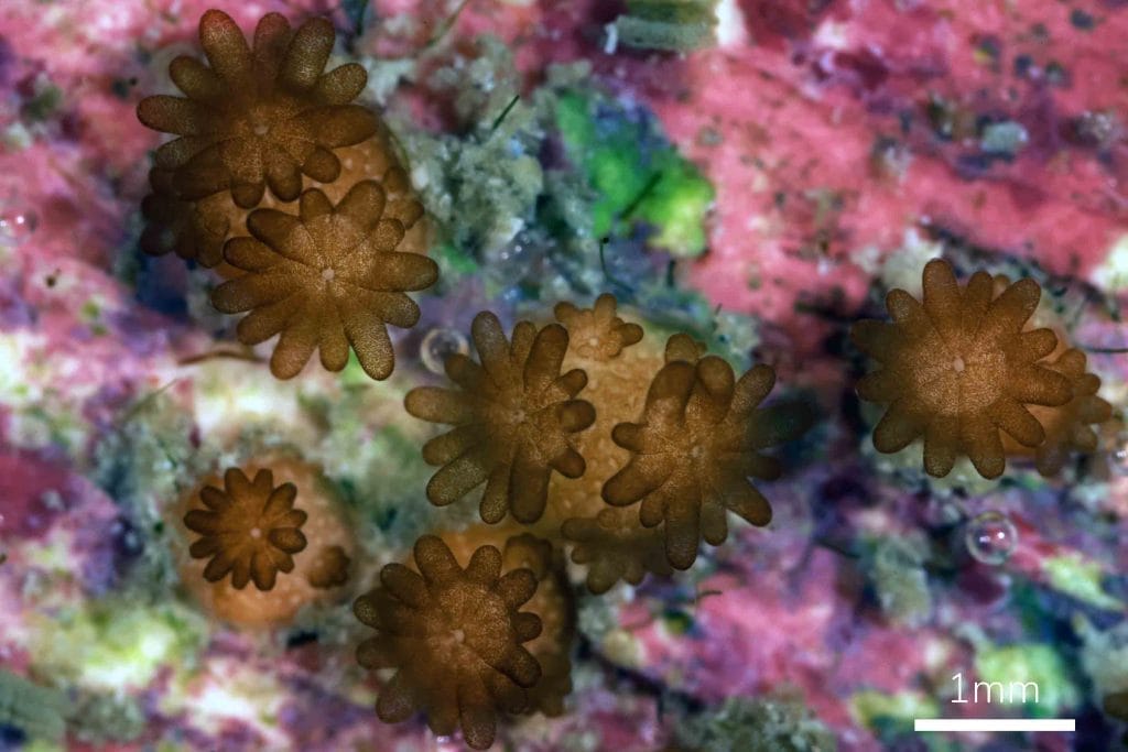 What is Coral? - Horniman Museum and Gardens