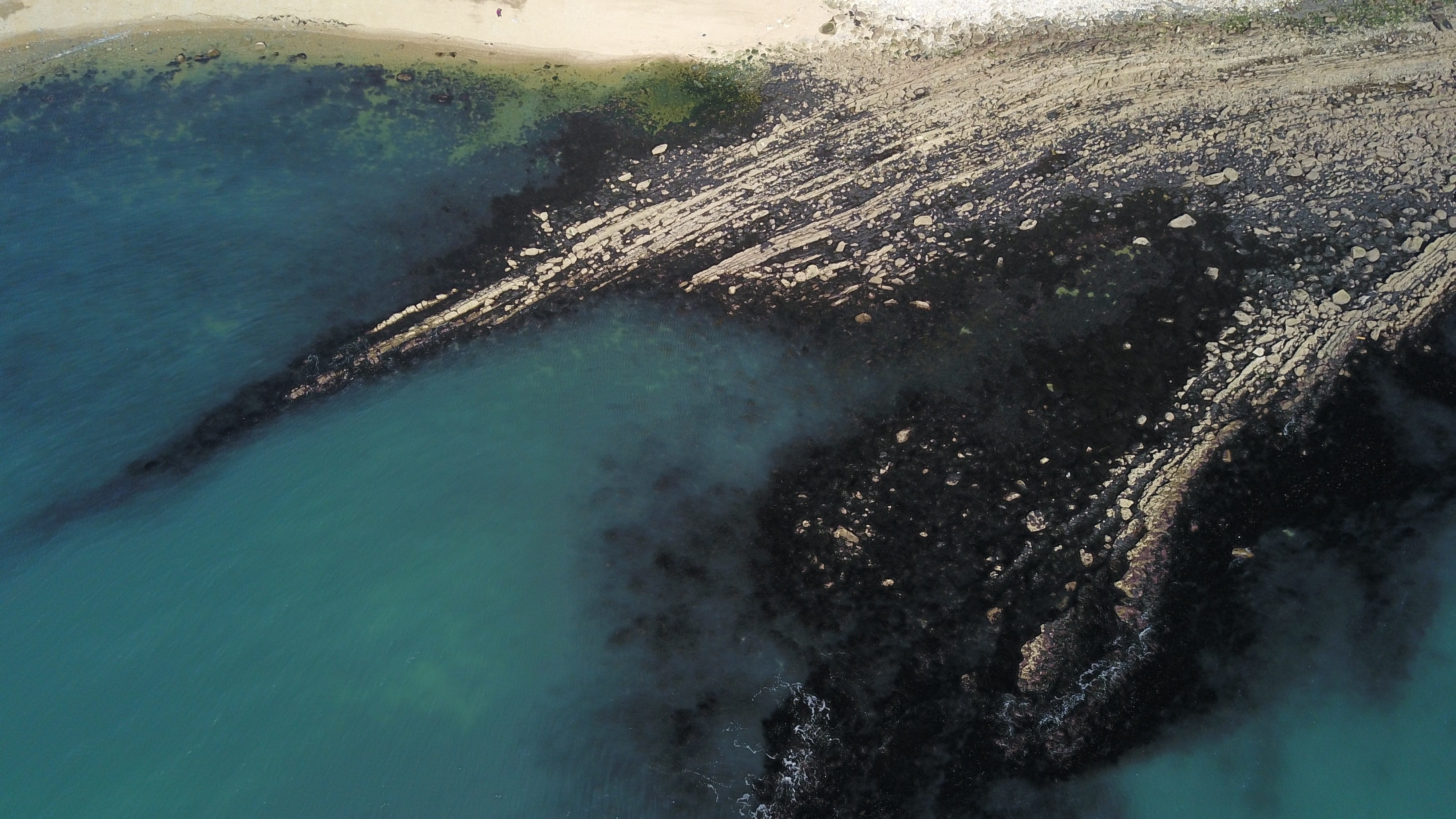 What is Coral? - Horniman Museum and Gardens