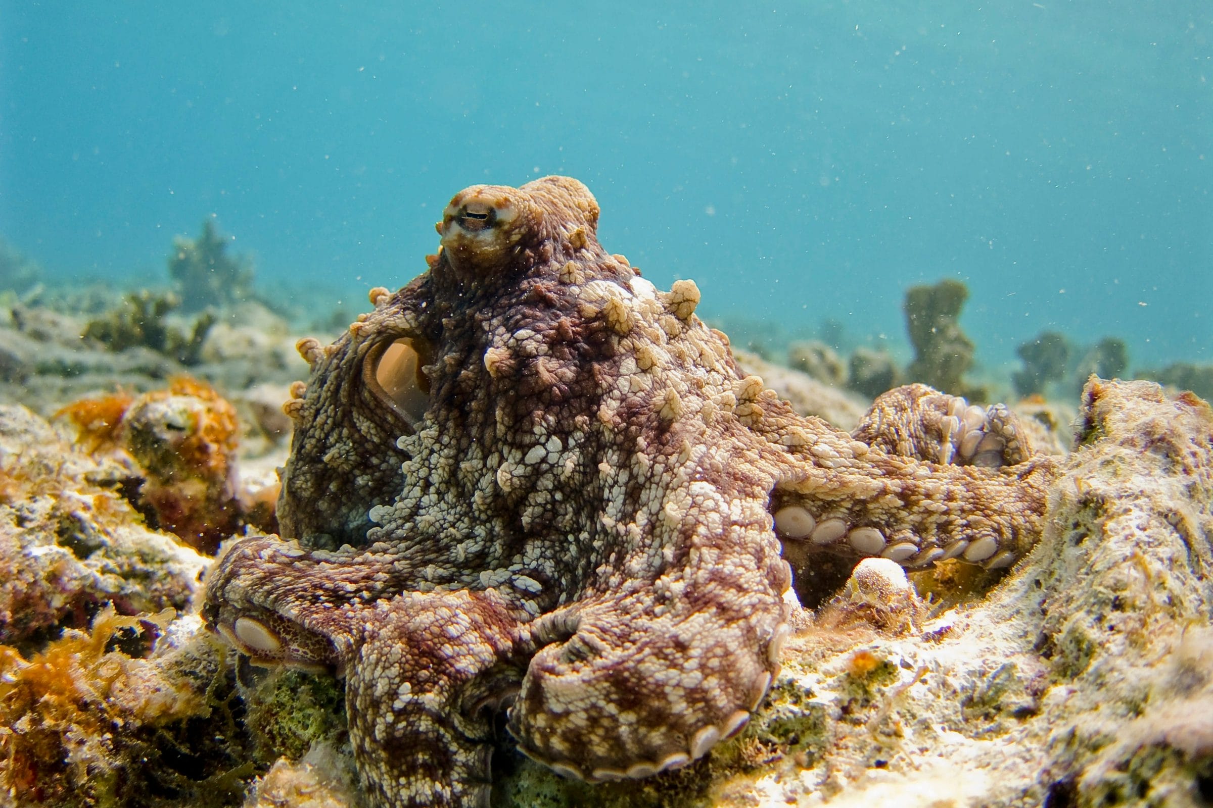 Fact file: Octopus - Horniman Museum and Gardens