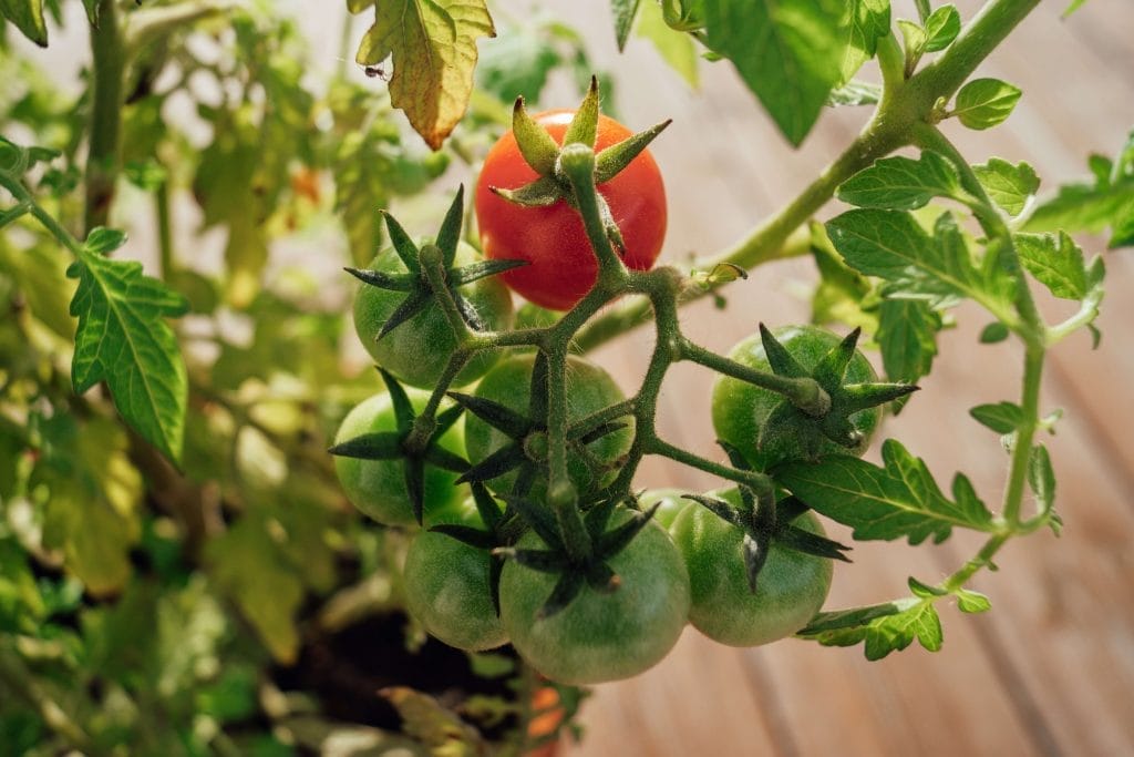 What is a Right to Grow? - Horniman Museum and Gardens